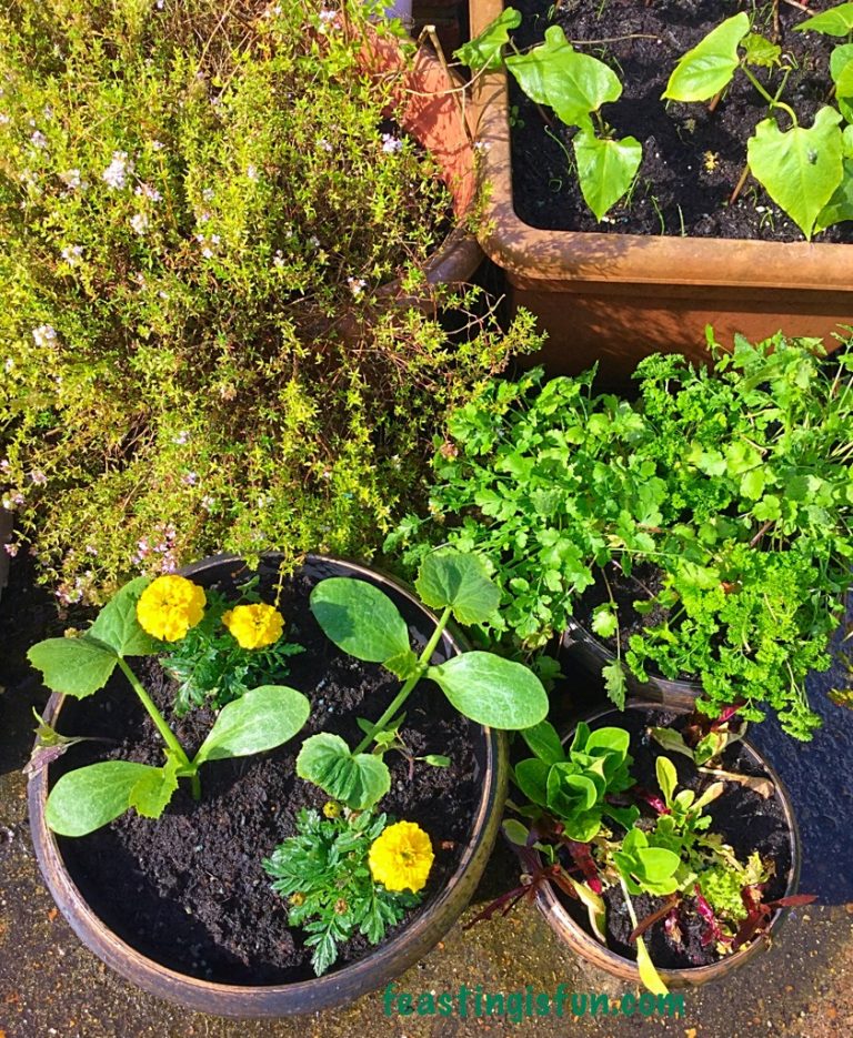 Wilko Gardening Product Review - Feasting Is Fun