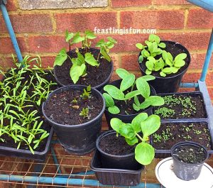 Growing Vegetables Week 1 - Feasting Is Fun
